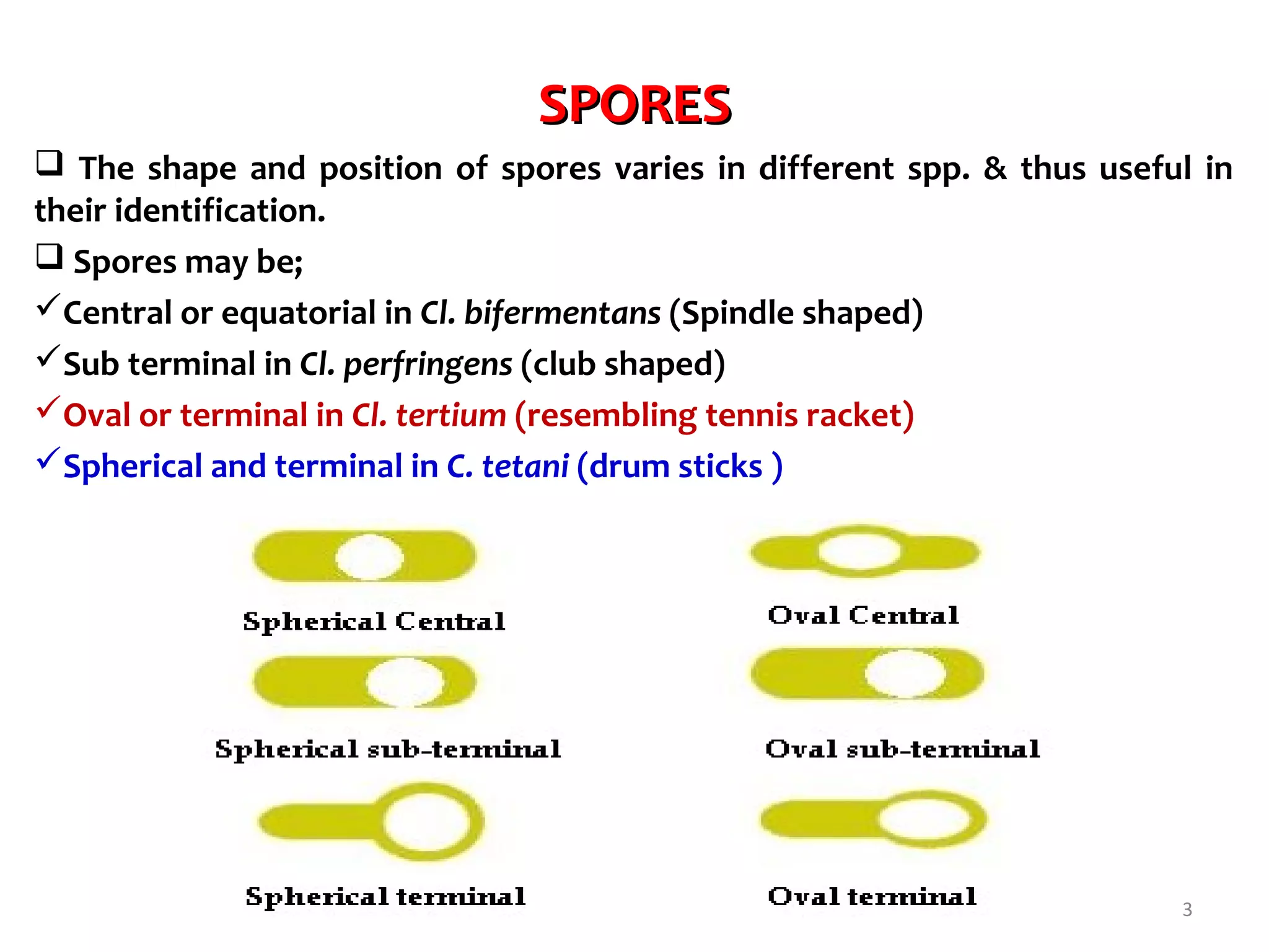 Costridial toxins botulinum toxin | PPT