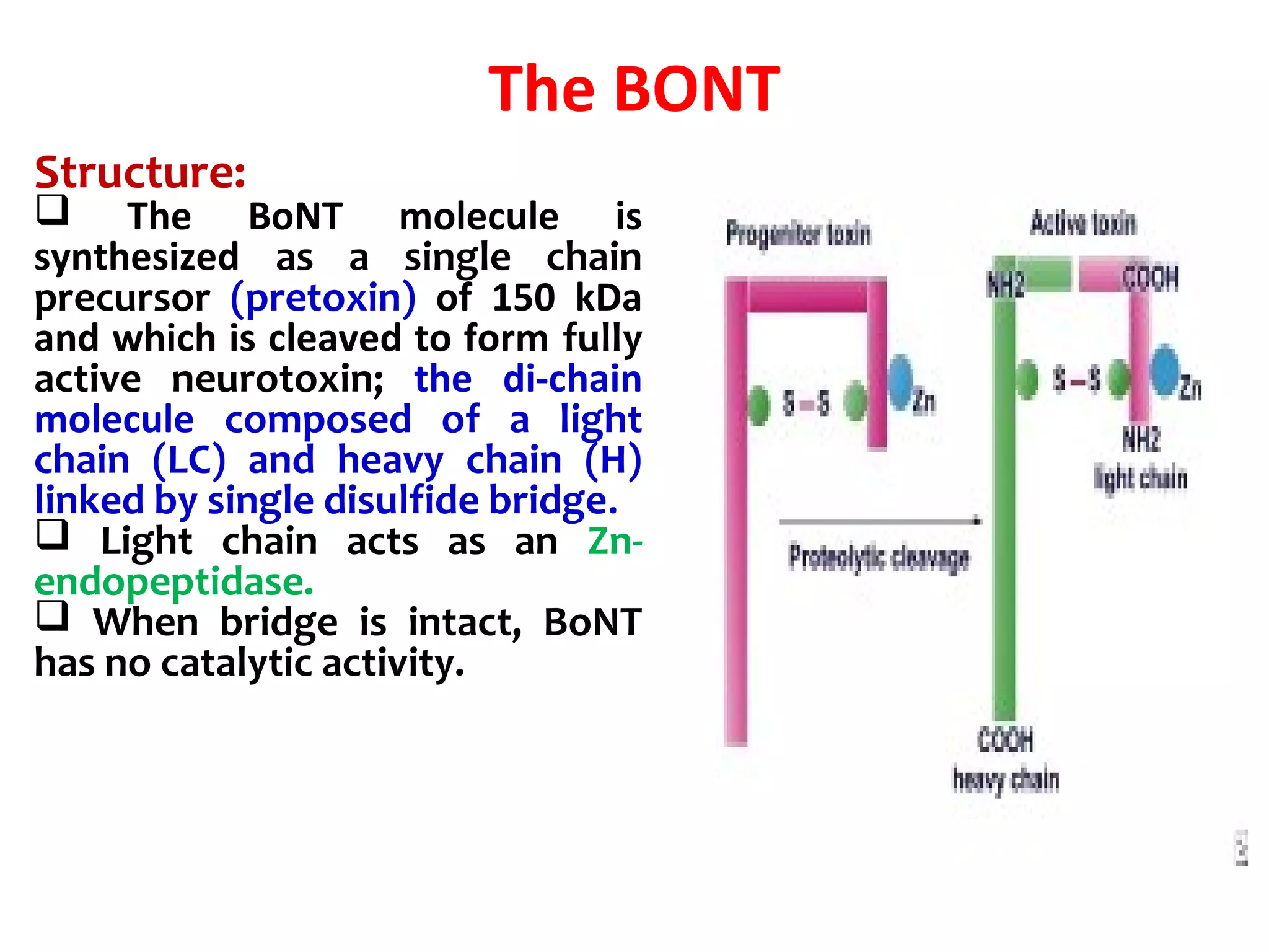 Costridial toxins botulinum toxin | PPT