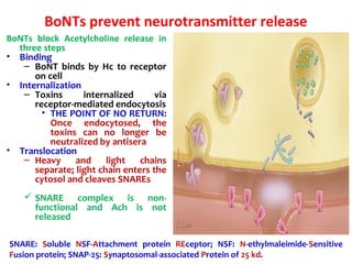 Costridial toxins botulinum toxin | PPT