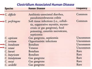 Costridial toxins botulinum toxin | PPT