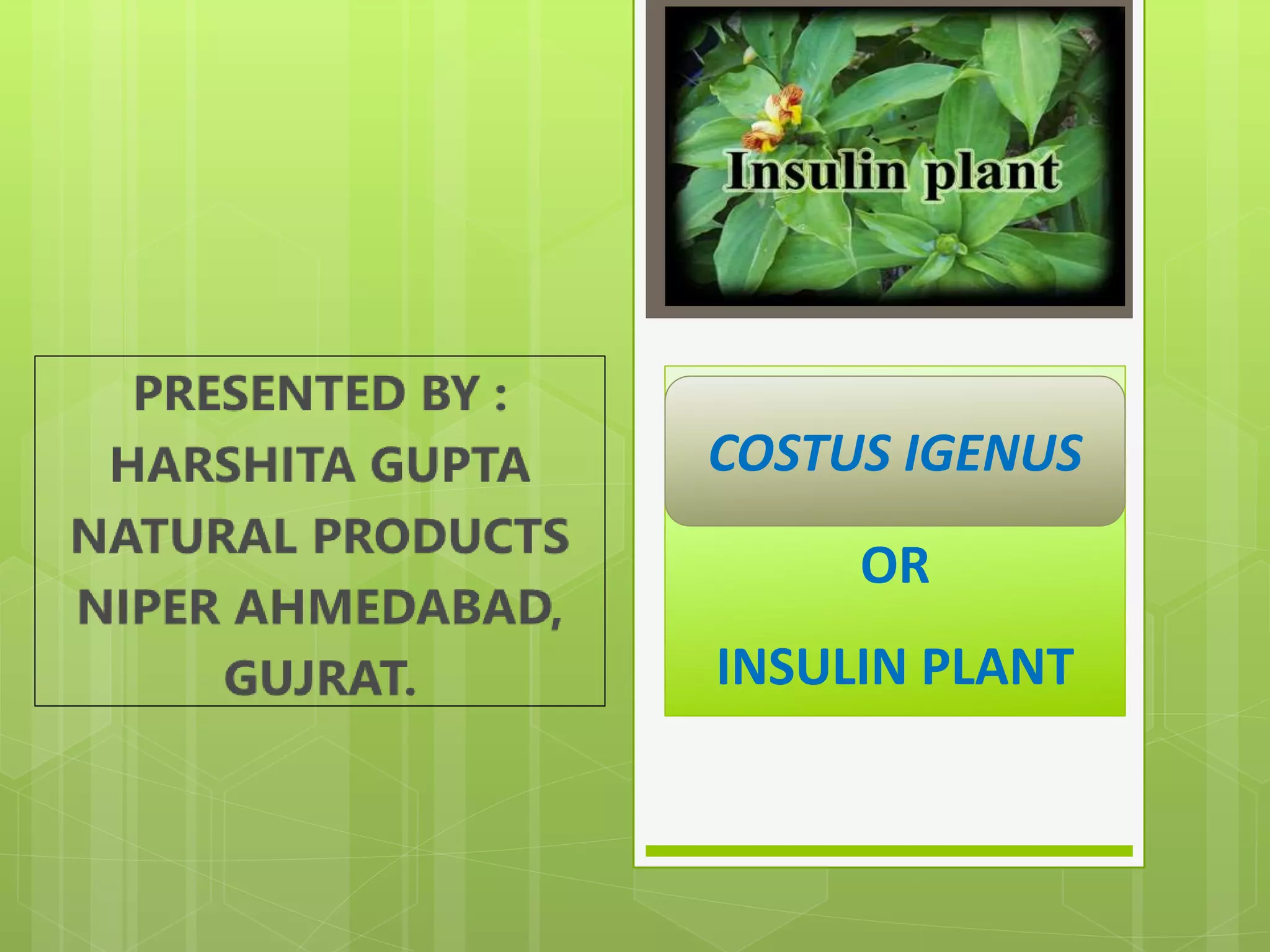 Costus igneus | PPTX