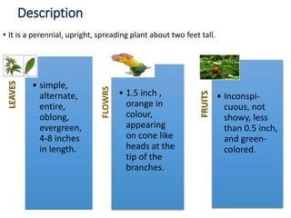 Costus igneus nak | PPTX