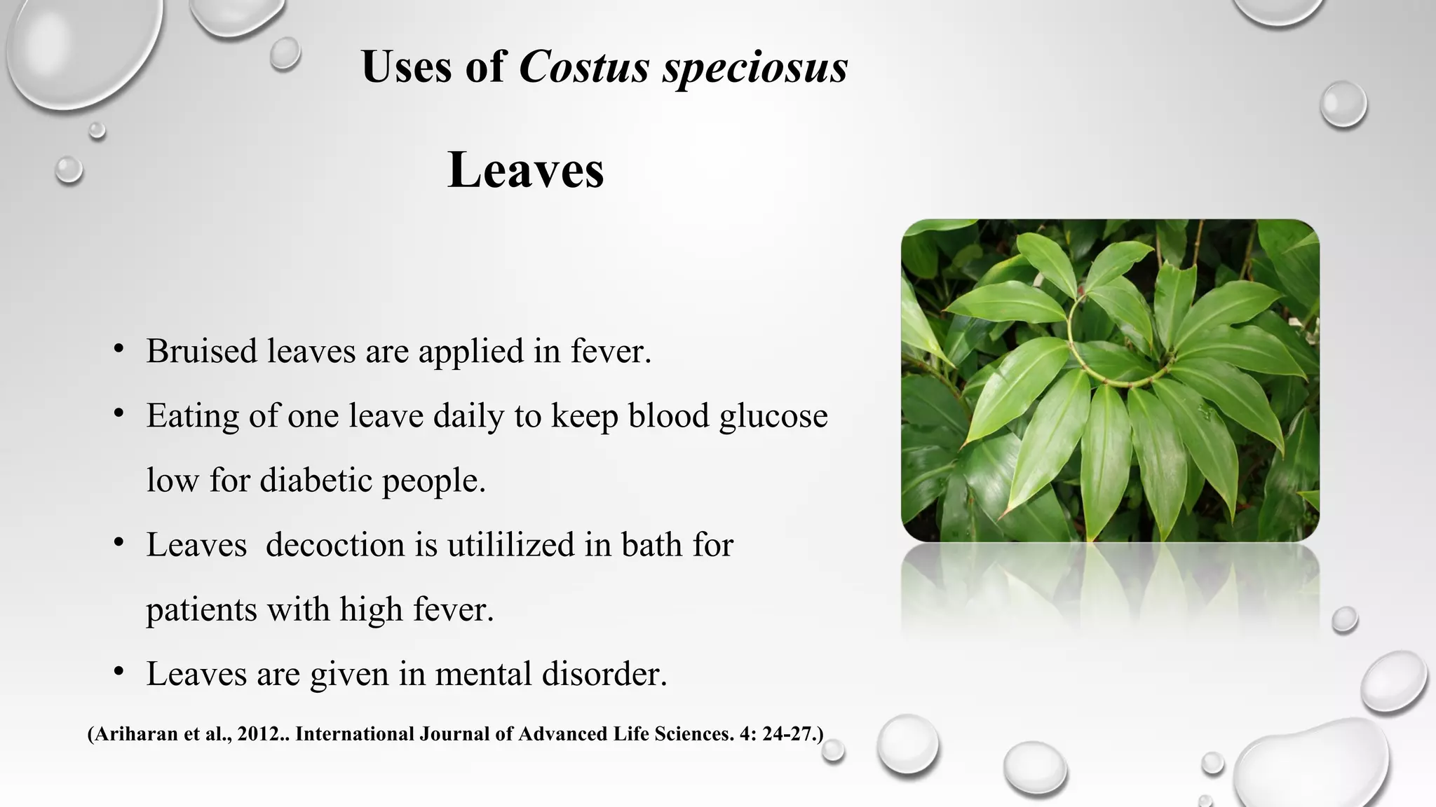 Costus speciosus: Medicinally Wild Edible Stout of Odisha | PPT