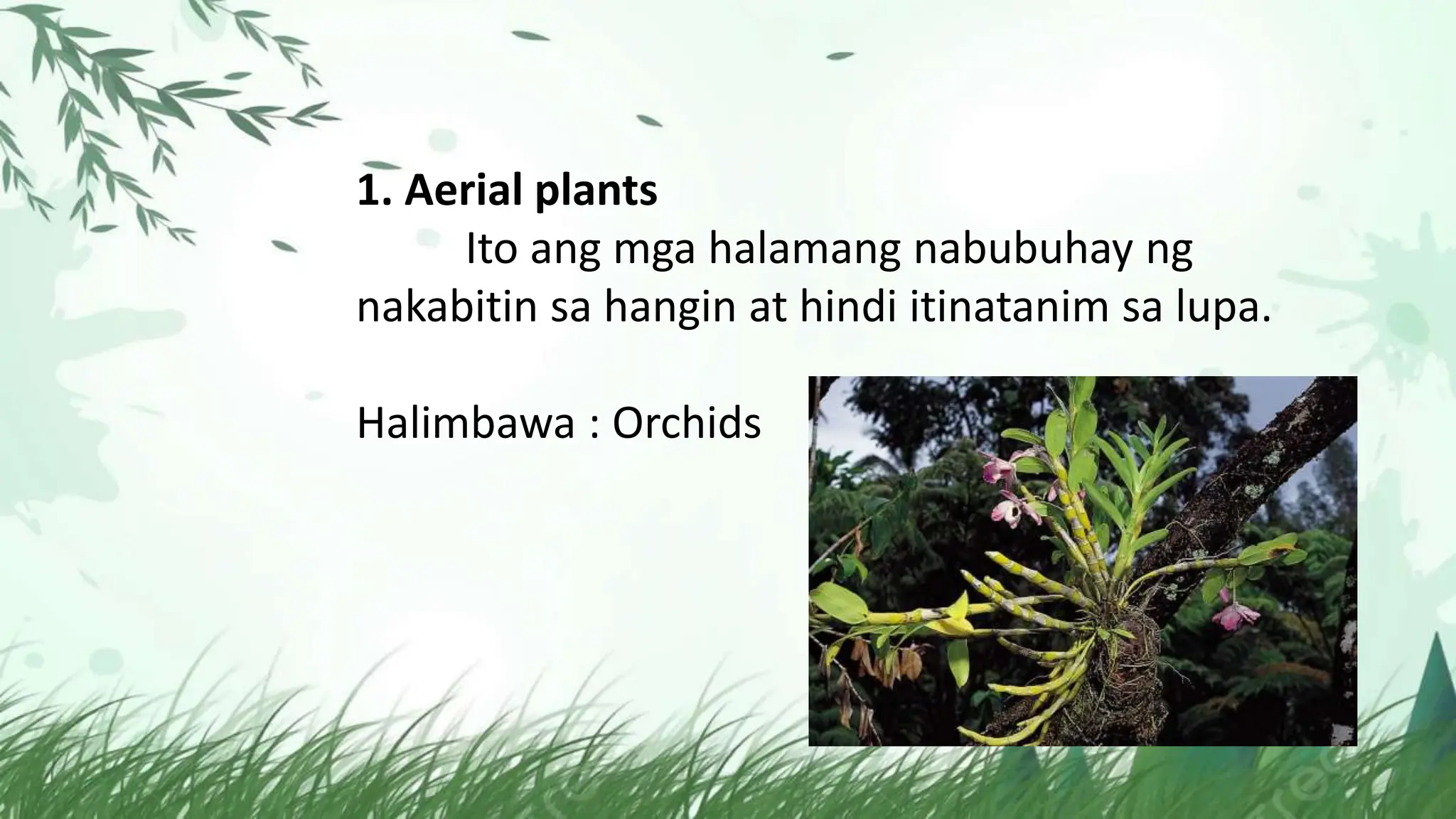 Mga Pakinabang ng Halamang Ornamental Q3 | PPTX