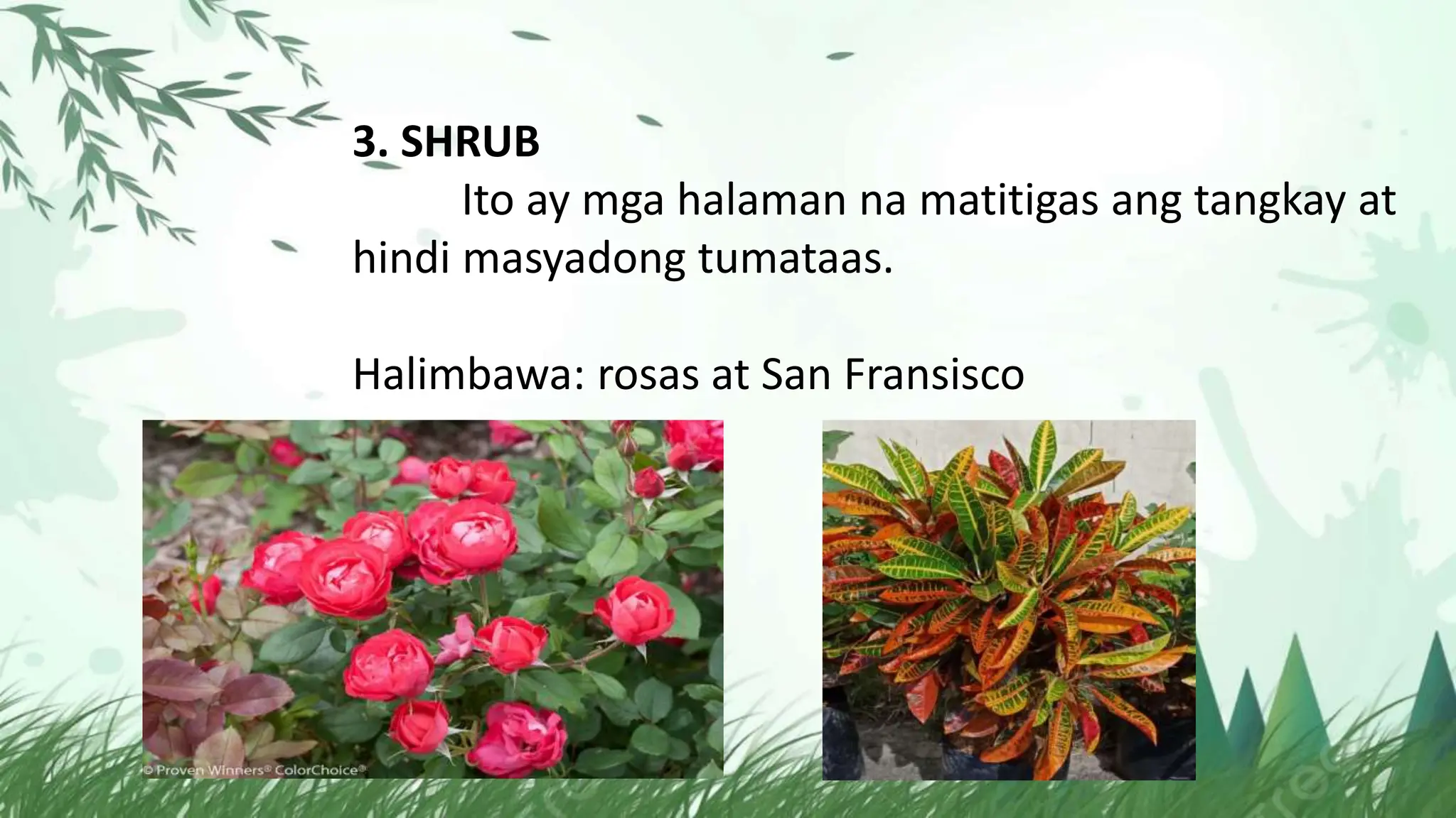 Mga Pakinabang ng Halamang Ornamental Q3 | PPTX