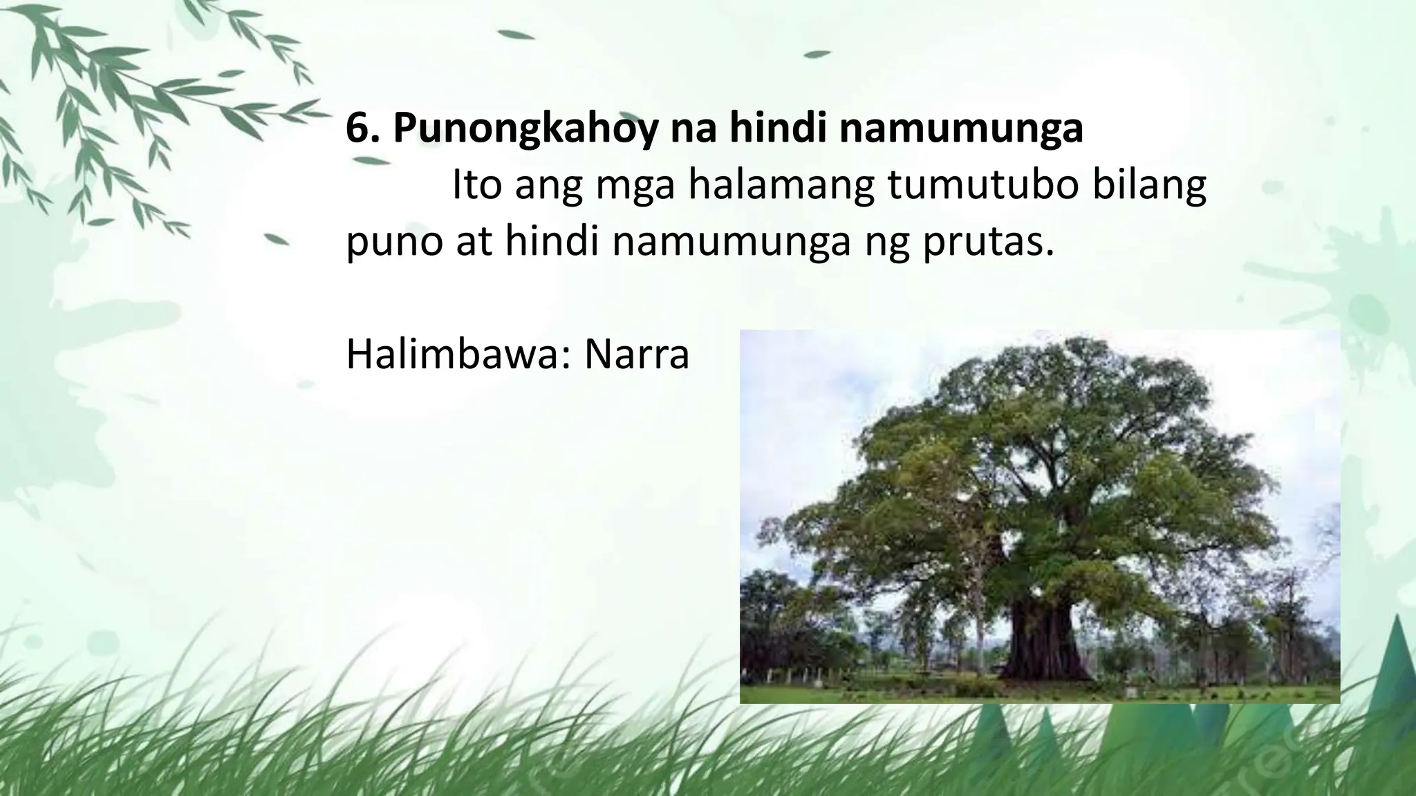 Mga Pakinabang ng Halamang Ornamental Q3 | PPTX