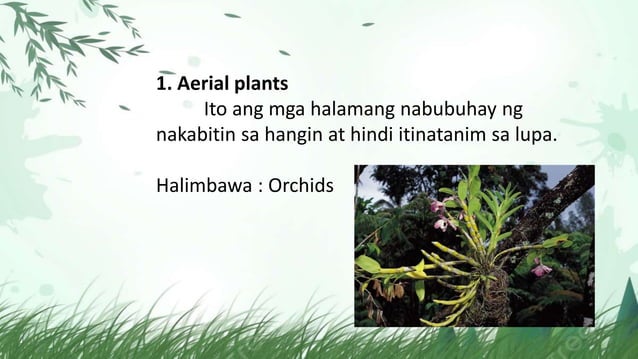 Mga Pakinabang ng Halamang Ornamental Q3 | PPTX