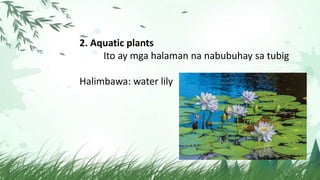 Mga Pakinabang ng Halamang Ornamental Q3 | PPTX