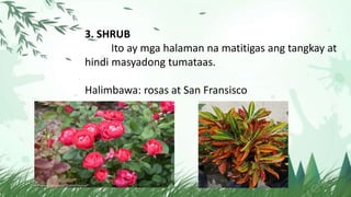 Mga Pakinabang ng Halamang Ornamental Q3 | PPTX