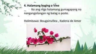 Mga Pakinabang ng Halamang Ornamental Q3 | PPTX