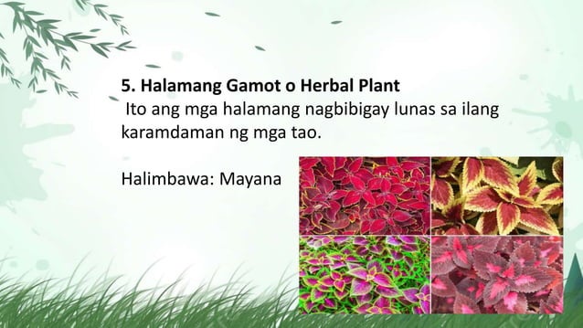 Mga Pakinabang ng Halamang Ornamental Q3 | PPTX