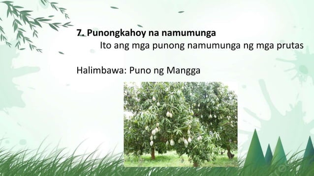 Mga Pakinabang ng Halamang Ornamental Q3 | PPTX