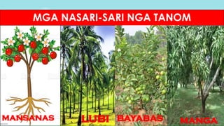 COT-Presentation (1).pptx COT PRESENTATION | PPT