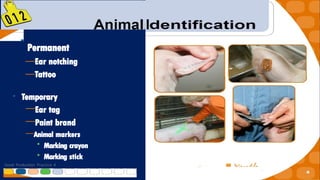 COT 1- SWINE EAR NOTCHING FINAL - 3.pptx