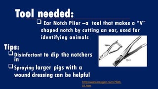 COT 1- SWINE EAR NOTCHING FINAL - 3.pptx