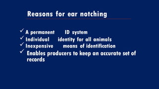 COT 1- SWINE EAR NOTCHING FINAL - 3.pptx