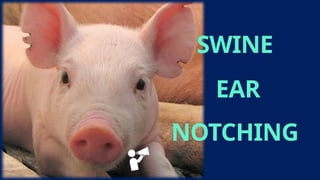 COT 1- SWINE EAR NOTCHING FINAL - 3.pptx