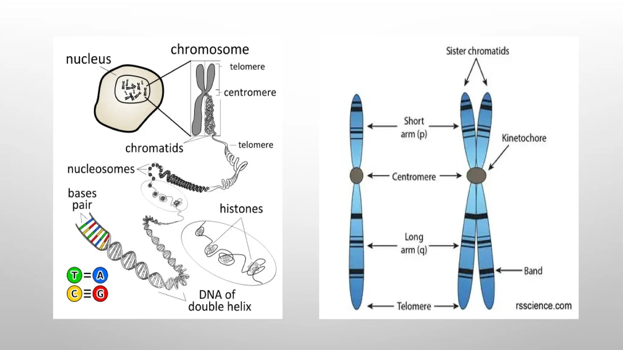 lecture on genetics: location of gene in the chomosomes.pptx