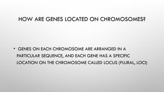 lecture on genetics: location of gene in the chomosomes.pptx