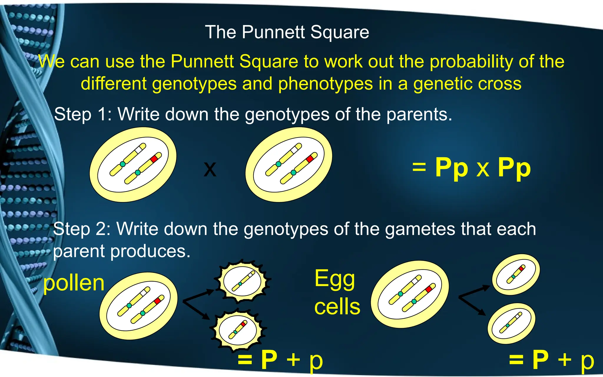 Medelian Heredity and Genetics Grade 8-quarter four | PPTX