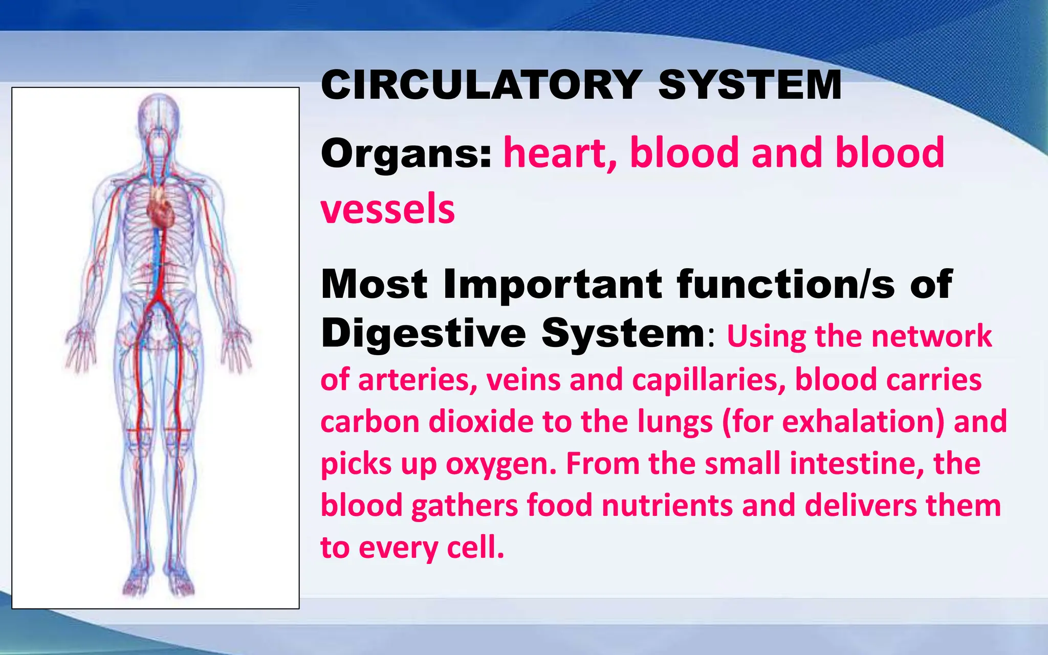 Body system - specifically digestive , respiratory , circulatory | PPTX