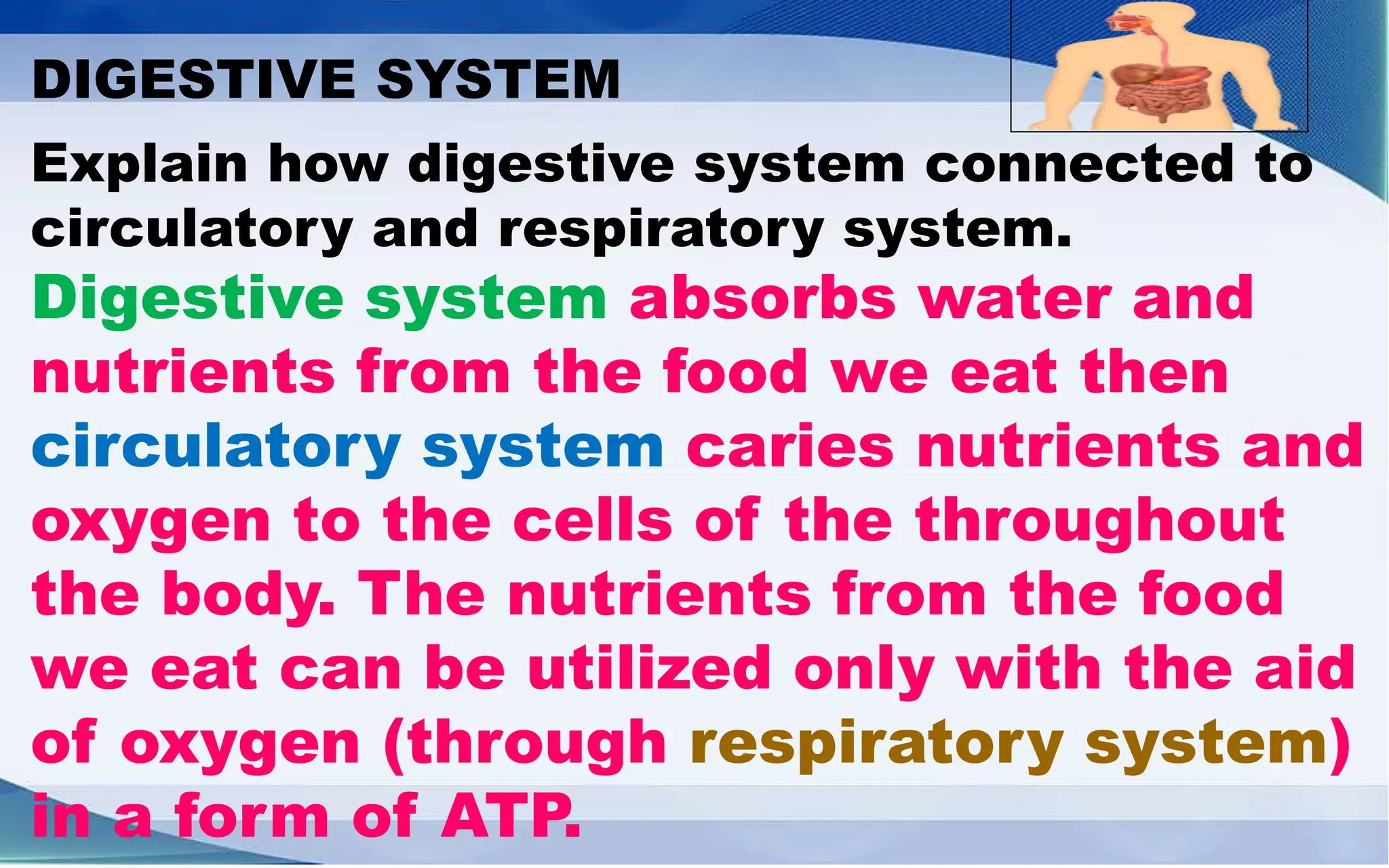 Body system - specifically digestive , respiratory , circulatory | PPTX