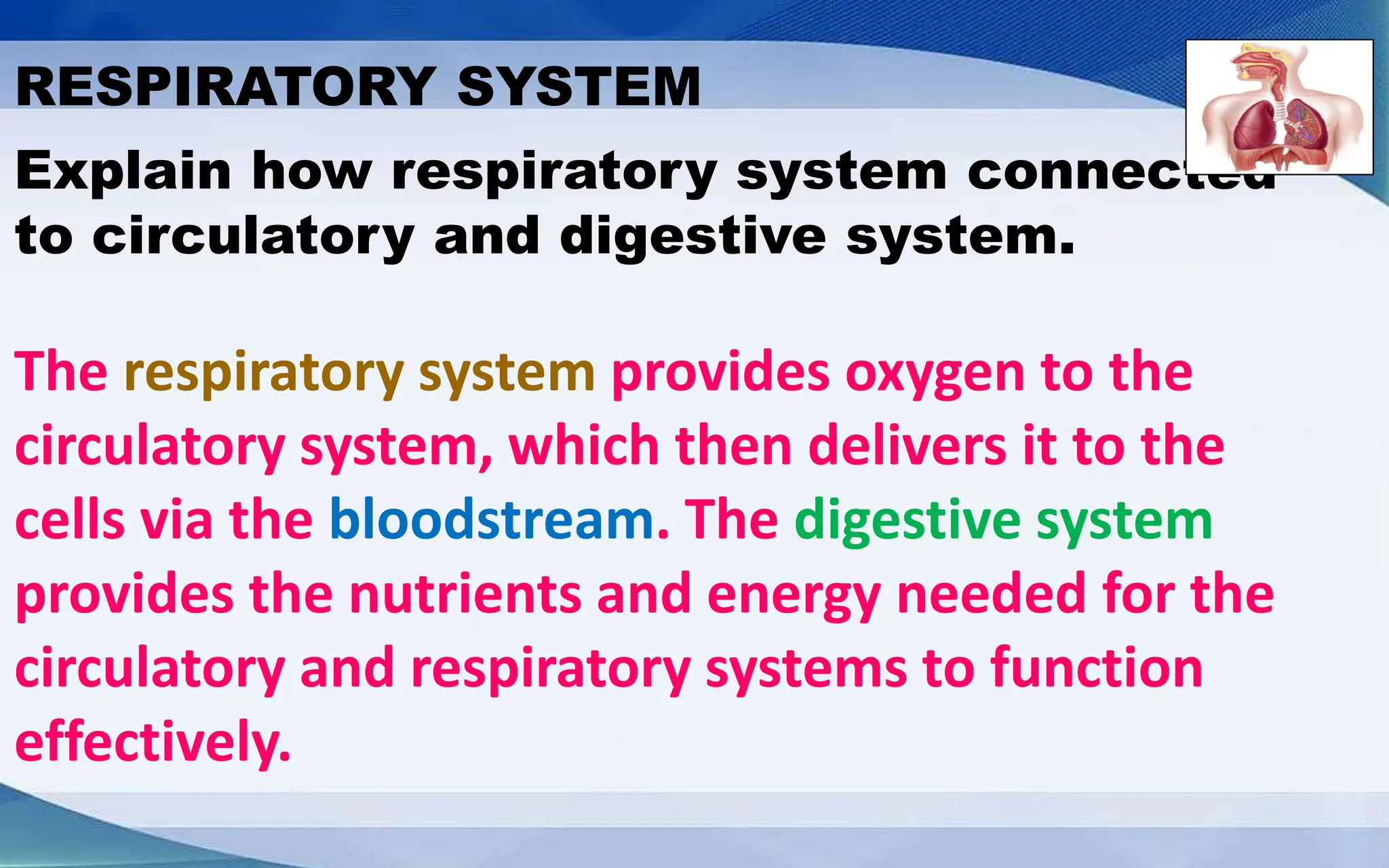 Body system - specifically digestive , respiratory , circulatory | PPTX