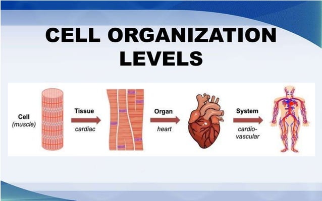 Body system - specifically digestive , respiratory , circulatory | PPTX
