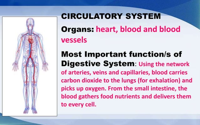 Body system - specifically digestive , respiratory , circulatory | PPTX