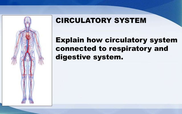 Body system - specifically digestive , respiratory , circulatory | PPTX