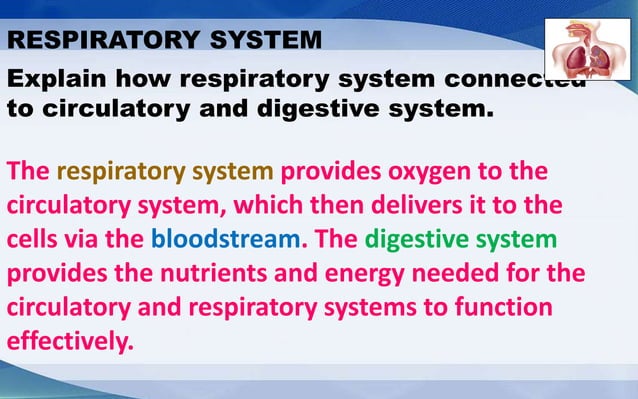 Body system - specifically digestive , respiratory , circulatory | PPT