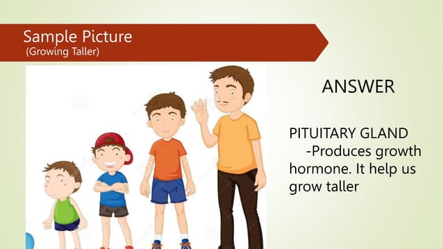 Roles of Hormones Involved in Male and Female Reproductive Systems.pptx ...