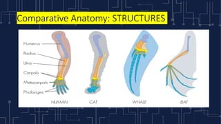 COMPARATIVE ANATOMY | PPTX