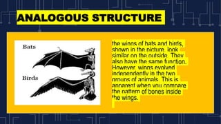 COMPARATIVE ANATOMY | PPTX