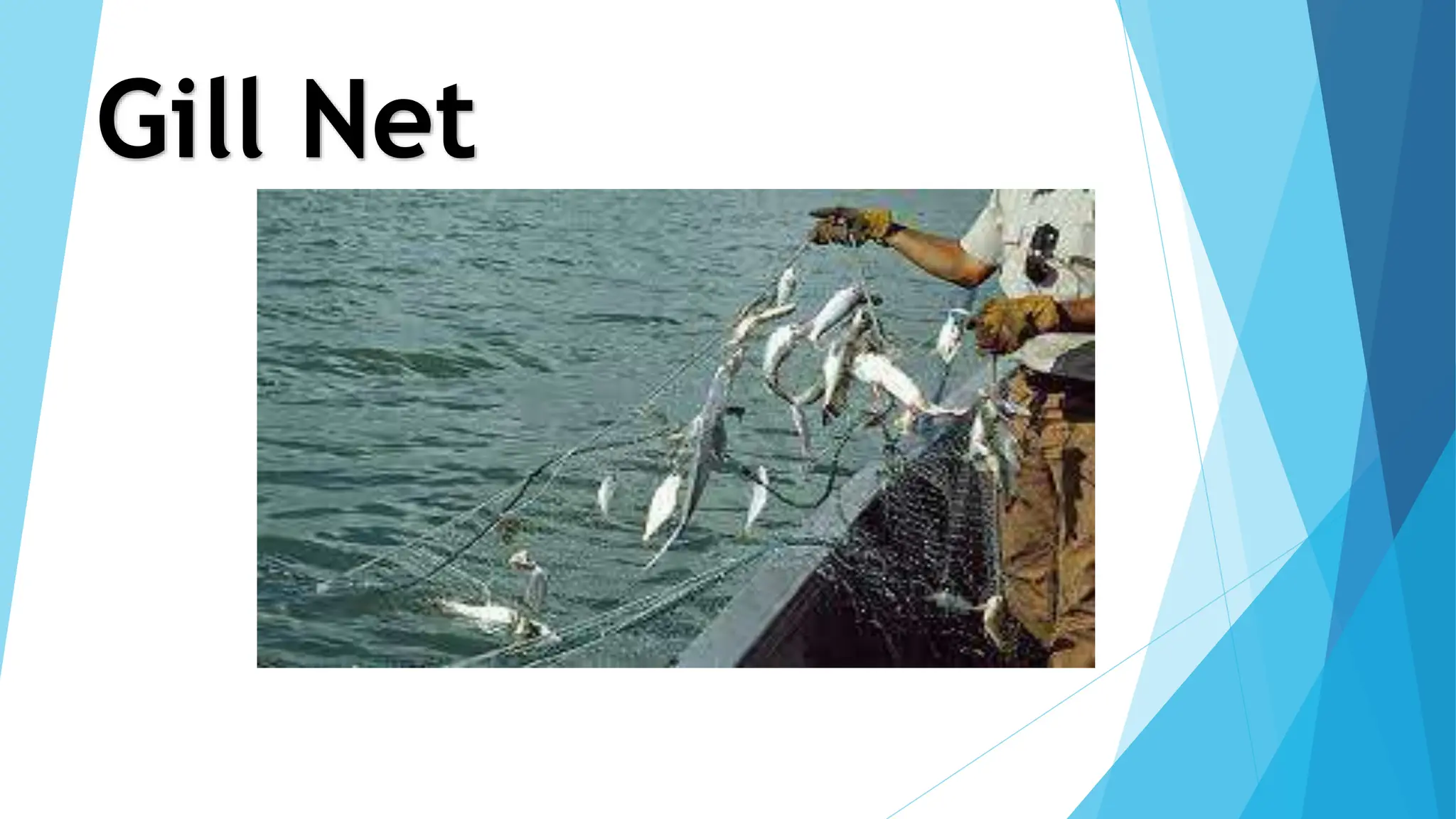 COT CAPTURE Fish capture basic net construction that help the fisherman ...