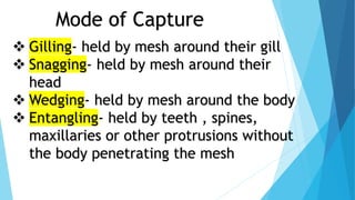 COT CAPTURE Fish capture basic net construction that help the fisherman ...