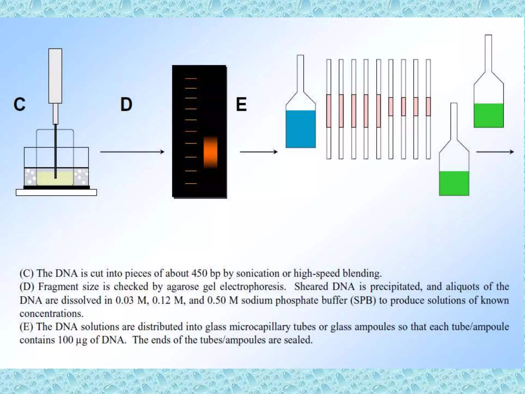 Cot curve analysis for gene and genome complexity | PPT