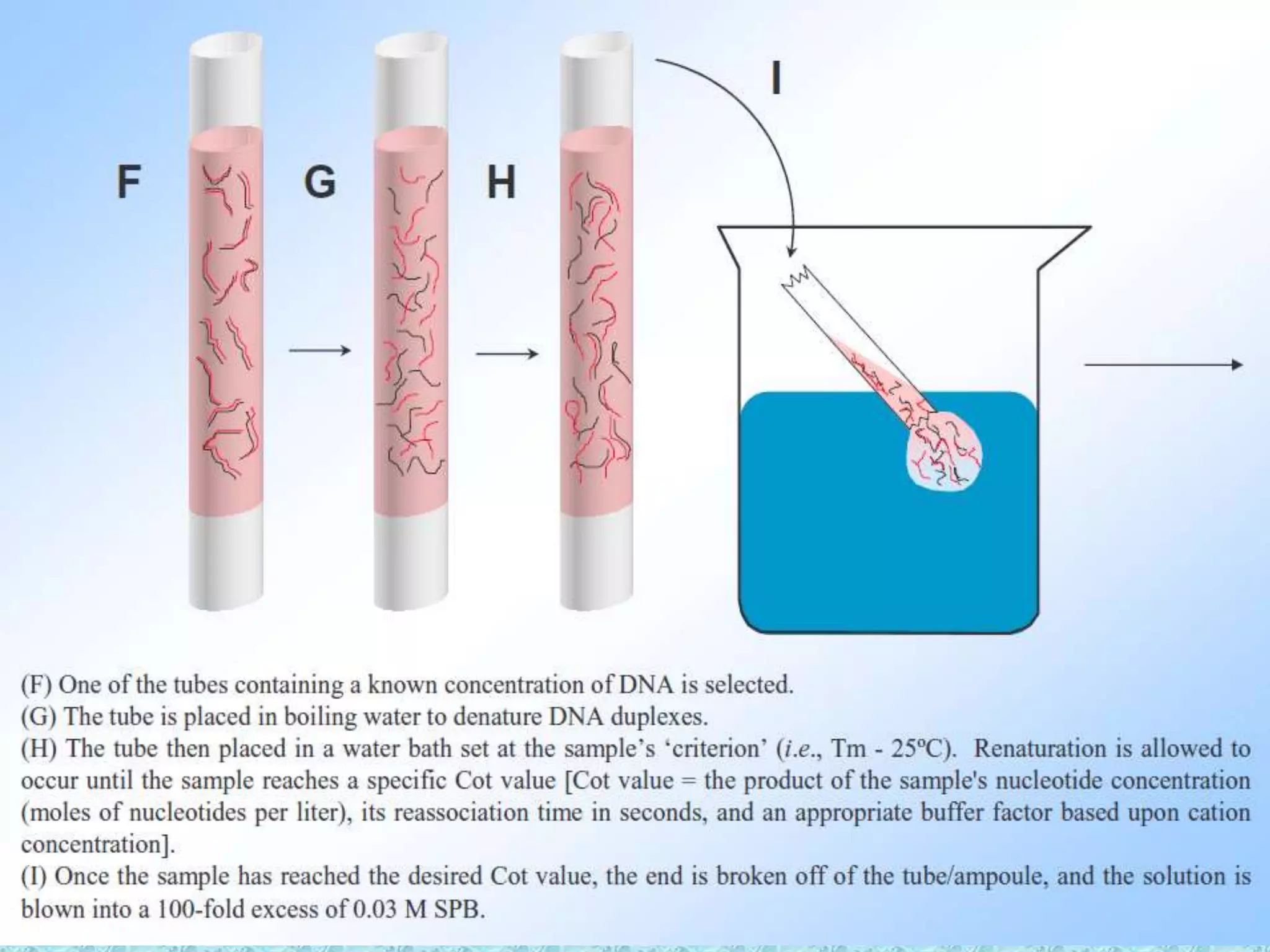 Cot curve analysis for gene and genome complexity | PPT