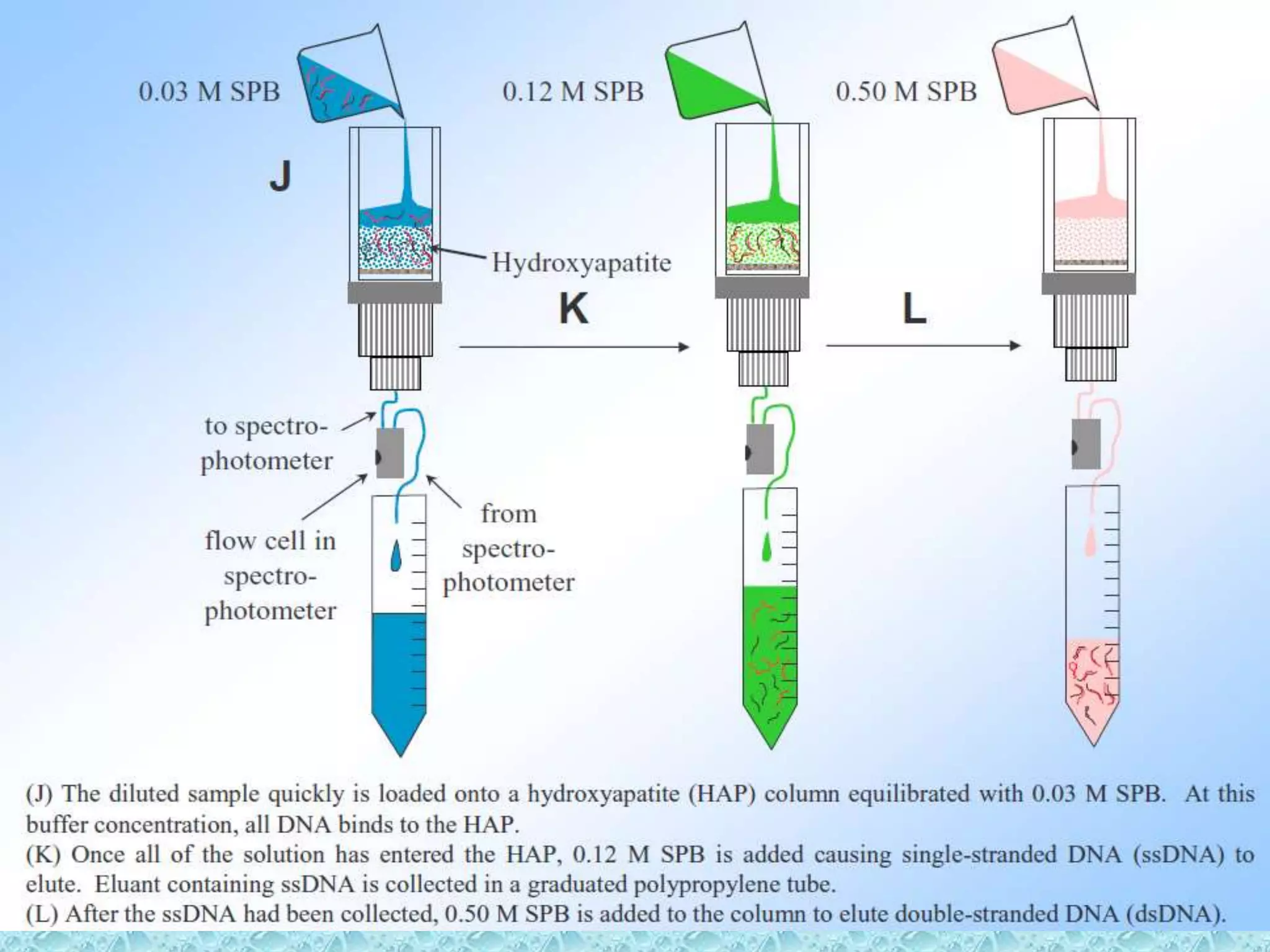 Cot curve analysis for gene and genome complexity | PPT