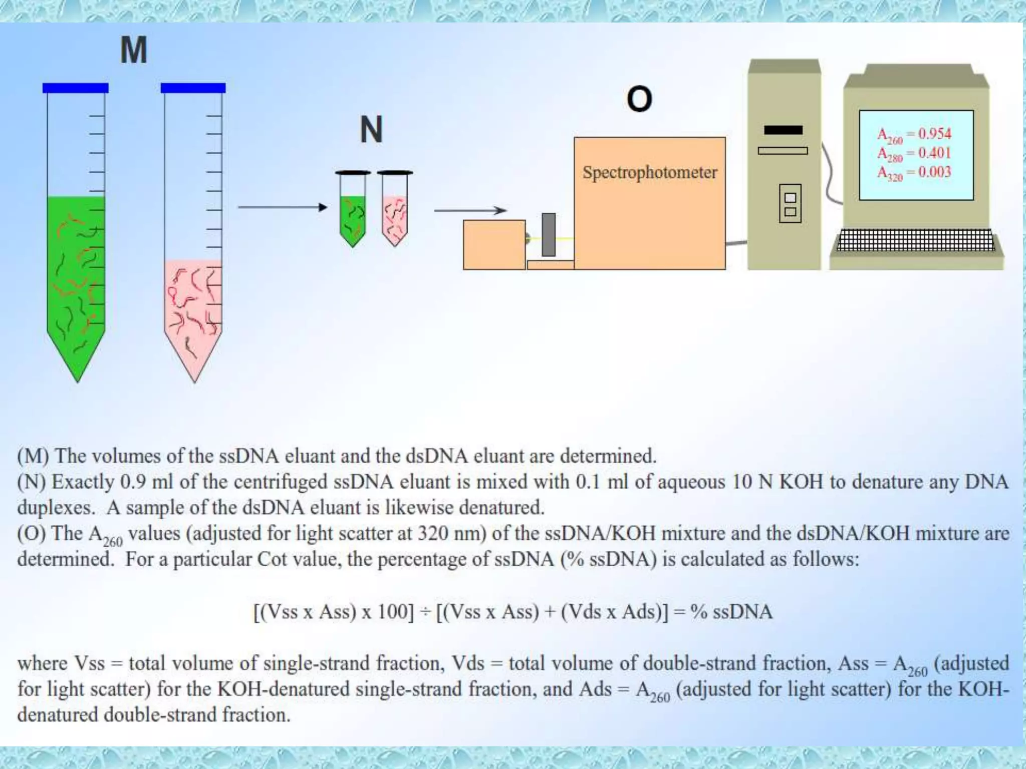 Cot curve analysis for gene and genome complexity | PPT
