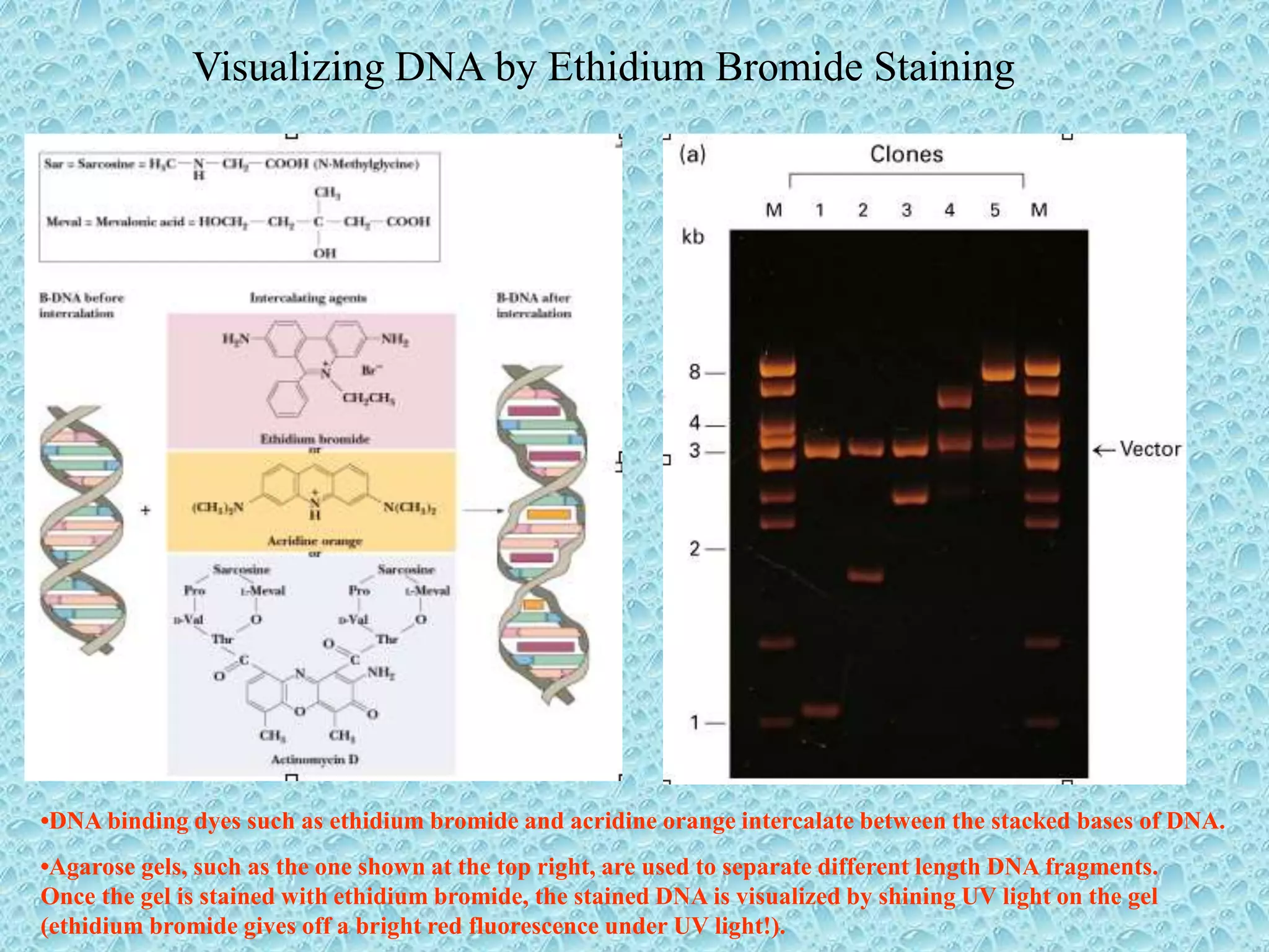Cot curve analysis for gene and genome complexity | PPT