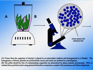 Cot curve analysis for gene and genome complexity | PPT | Biological ...