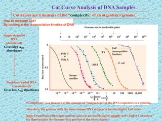 Cot curve analysis for gene and genome complexity | PPT | Biological ...