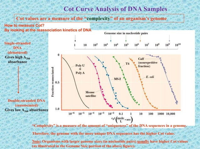 Cot curve analysis for gene and genome complexity | PPT | Biological Sciences | Science