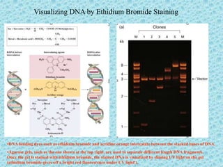 Cot curve analysis for gene and genome complexity | PPT | Biological ...