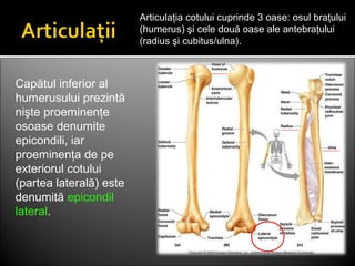 Cot de tenis 2018 | PPT