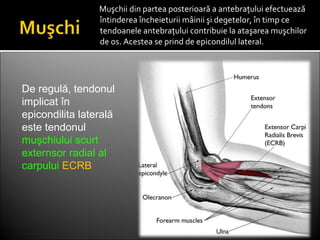 Cot de tenis 2018 | PPT