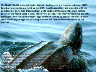 COTERC World turtle day May 23rd 2010 | PPT