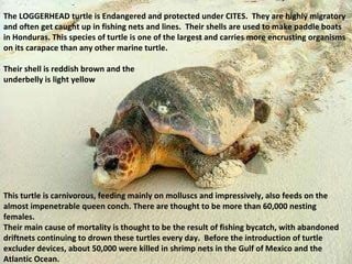 COTERC World turtle day May 23rd 2010 | PPT