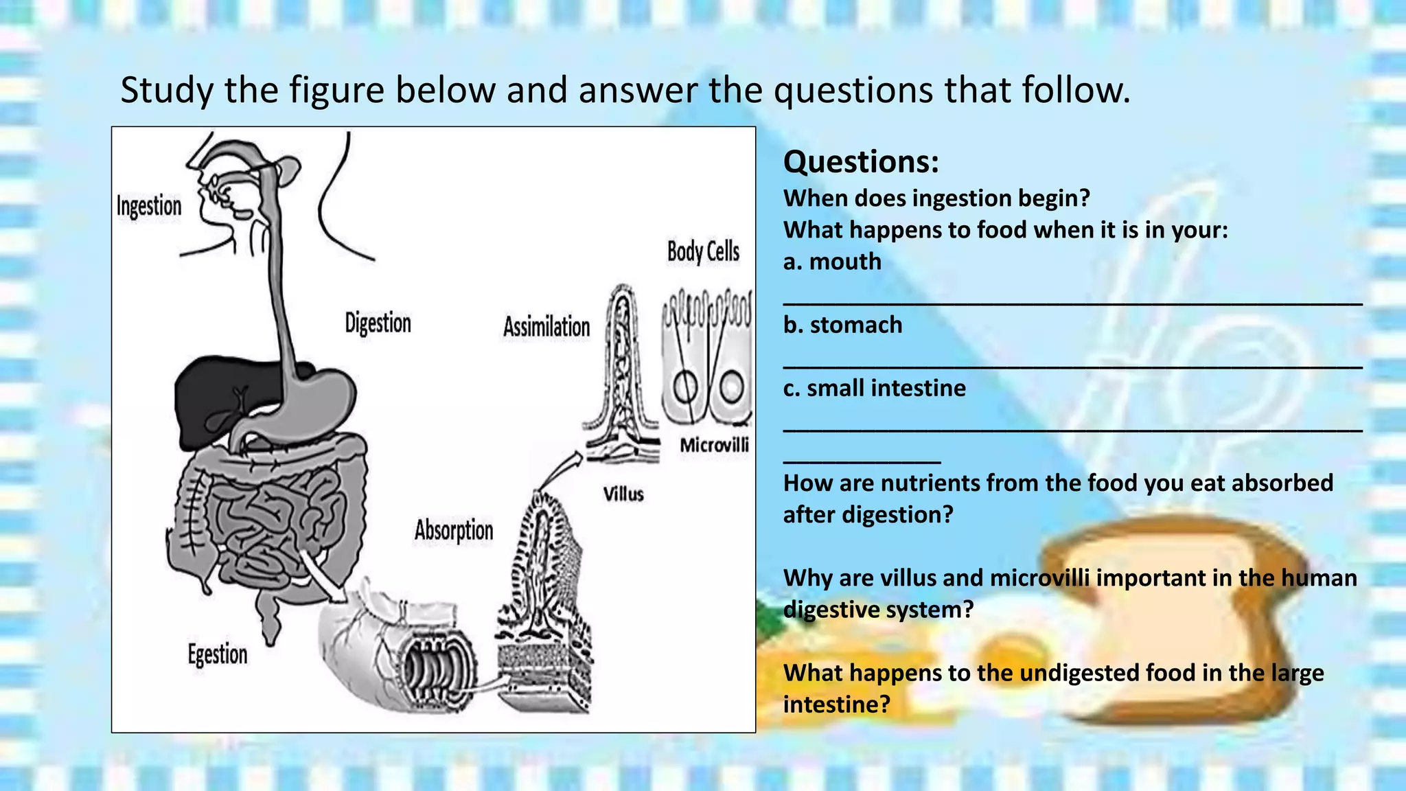 COT GRADE 8 - DIGESTIE SYSTEM.pptx